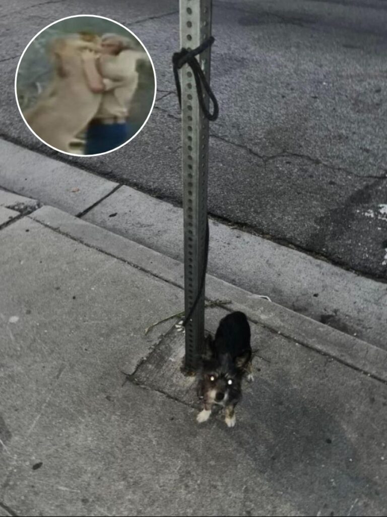 From Abandonment to Compassion: A Tiny Dog's Path to Healing