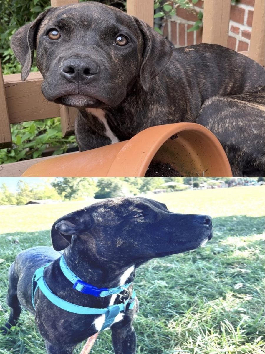 Stray Puppy Turns Porch Chaos into Hopeful New Beginning