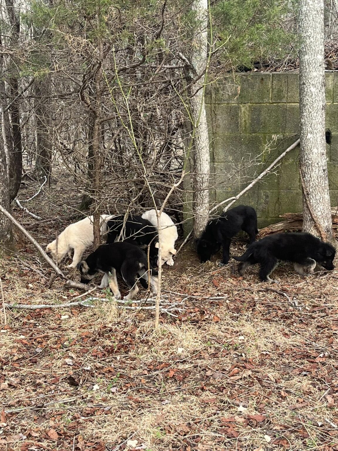 Rescue Mission: Eleven Abandoned German Shepherd Puppies Saved in Virginia