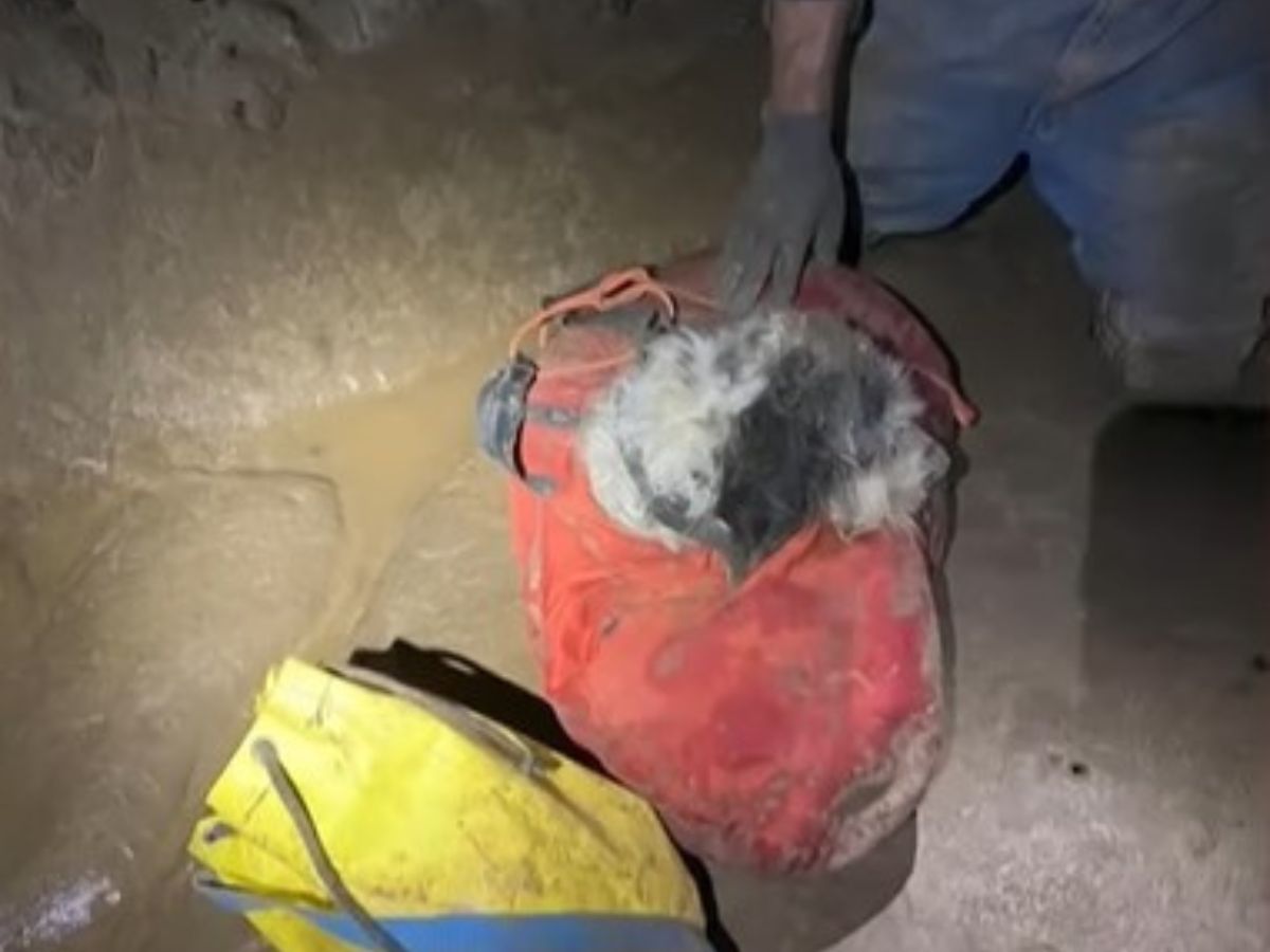 Lost Dog Found Alive After Two Months Trapped in Cave: A Tale of Hope ...