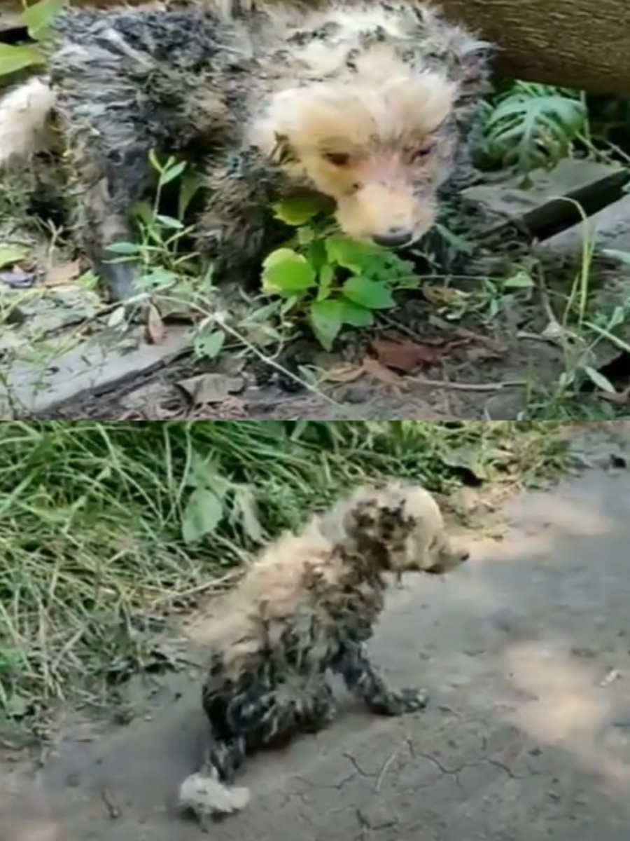 From Abandonment to Love: Fred’s Fight for Survival