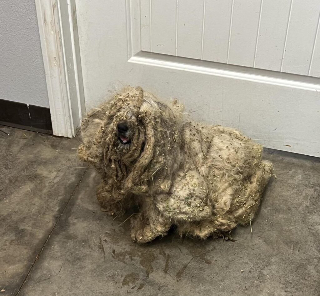From Neglect to New Beginnings: Matt the Dog's Remarkable ...
