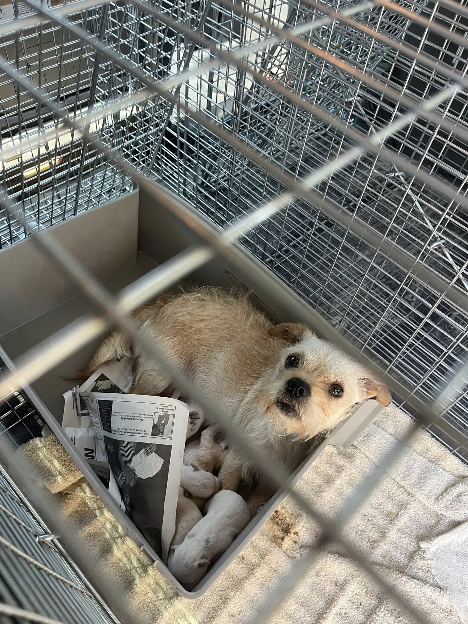 A Heartwarming Rescue: Mother Dog and Puppies Find Hope in California