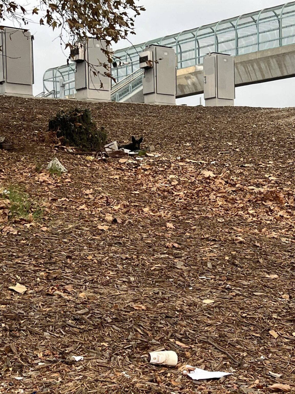 Rescued on the Ramp: From Freeway Fright to Future Hope for Miracle the Dog