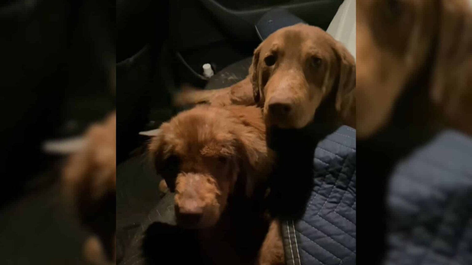 From Streets to Snuggles: Two Texas Dogs Find Forever Homes After Rescue