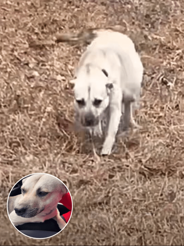 From Homeless to Home: Shugy's Journey to Safety and a New Family
