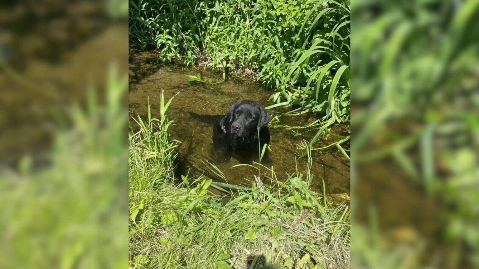Rescued Paralyzed Pup Finds New Joy After Ditch Rescue and Surgery