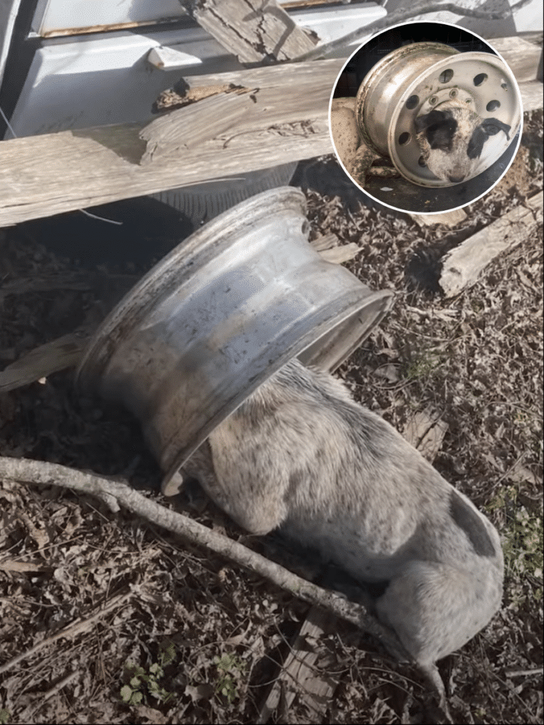 Pickles' Incredible Rescue and Heartwarming Journey to a Forever Home