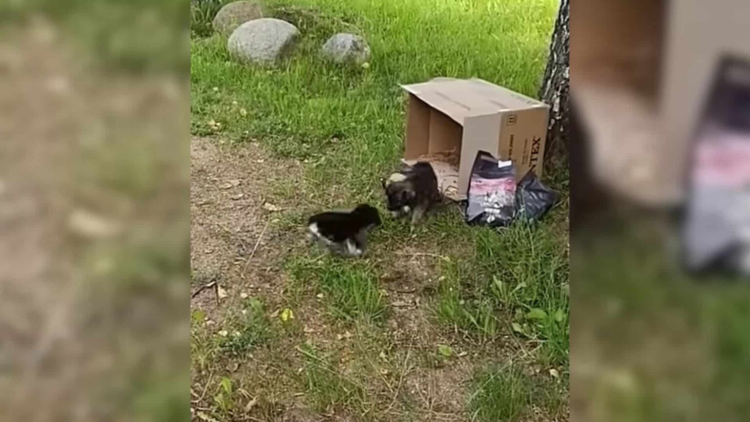 Rescuers Save Abandoned Puppies, Set Path to Thriving Future
