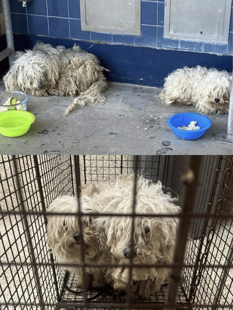Rescue Mission Transforms Stray Dogs' Lives with Love and Care