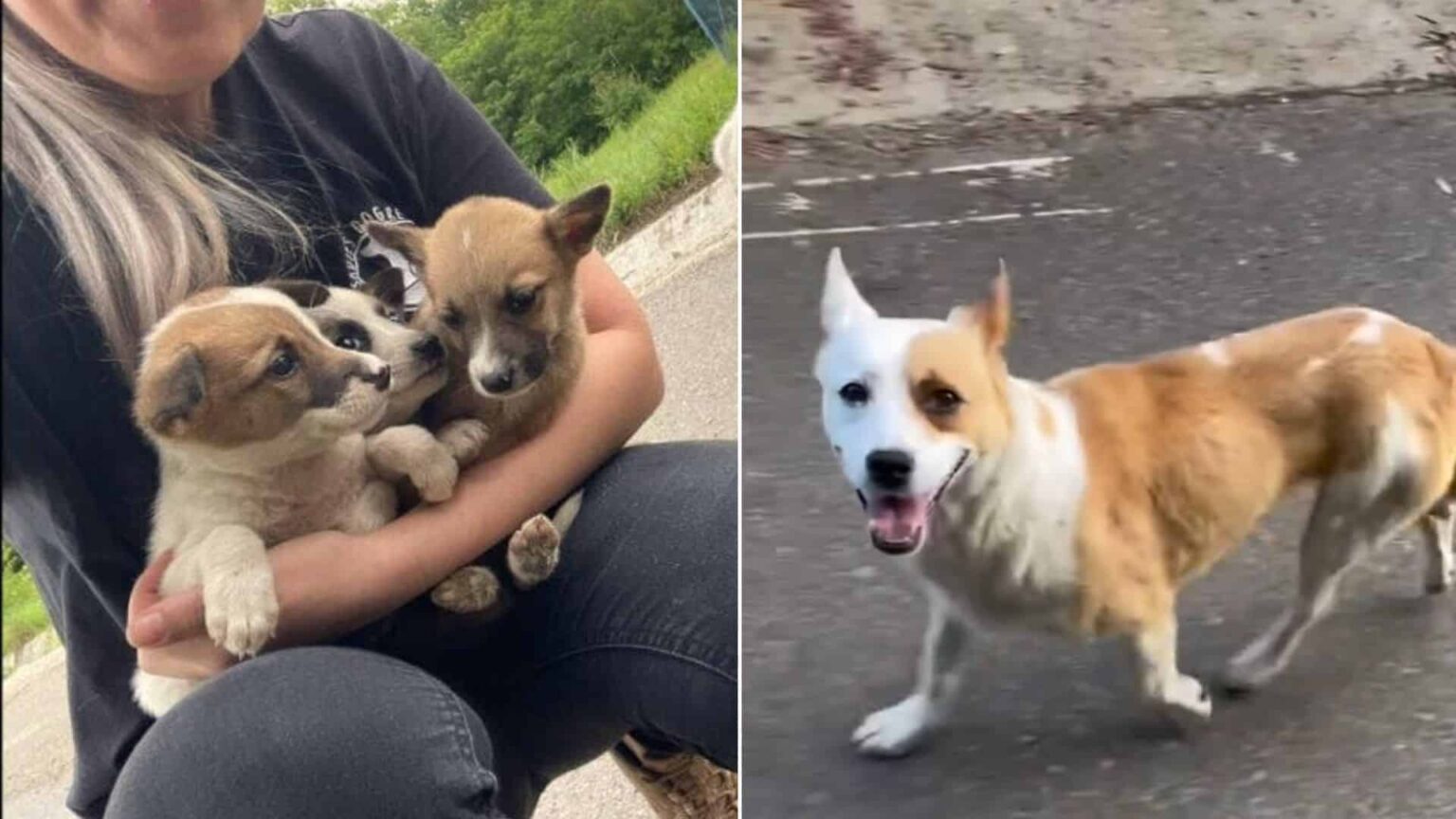 A Heartfelt Rescue: A Dog Named Orla and Her Pups Find Hope and a New ...