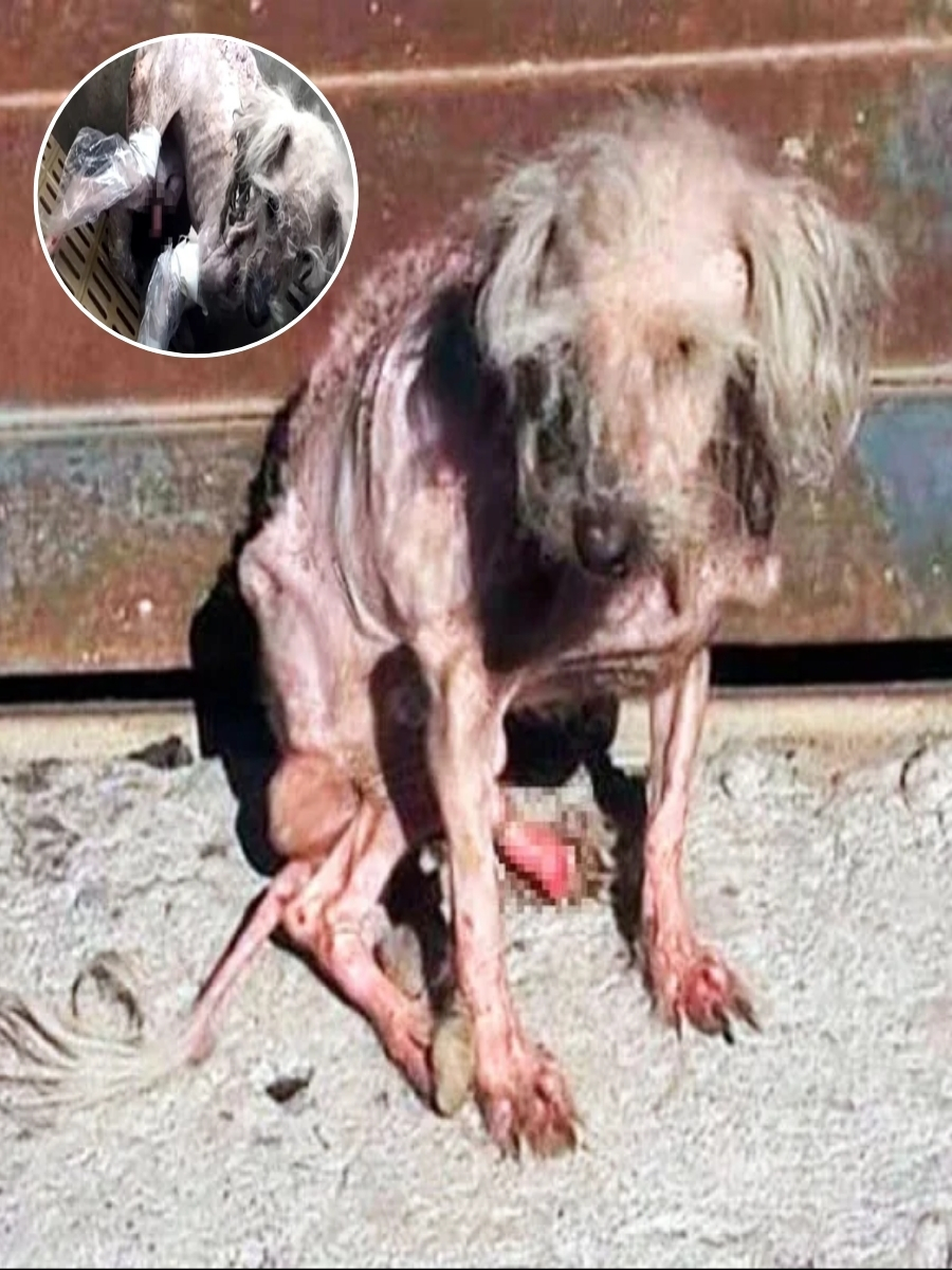 Abandoned After an Accident, This Dog Found the Loving Home She Deserved